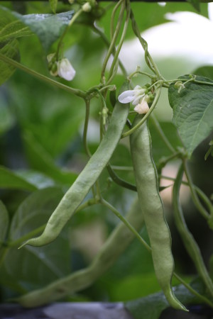 String Beans and Potatoes - Lidia